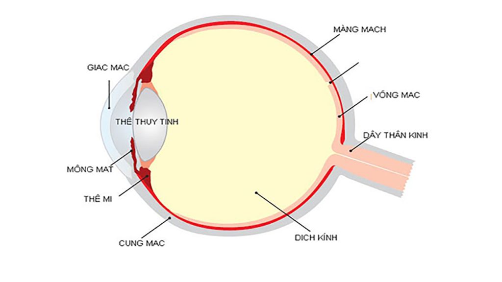 Xem điện thoại nhiều có bị lác mắt không?